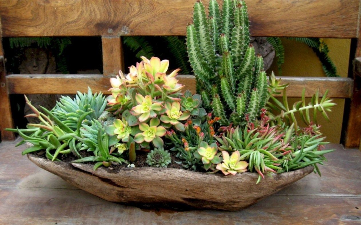 Simply Succulents