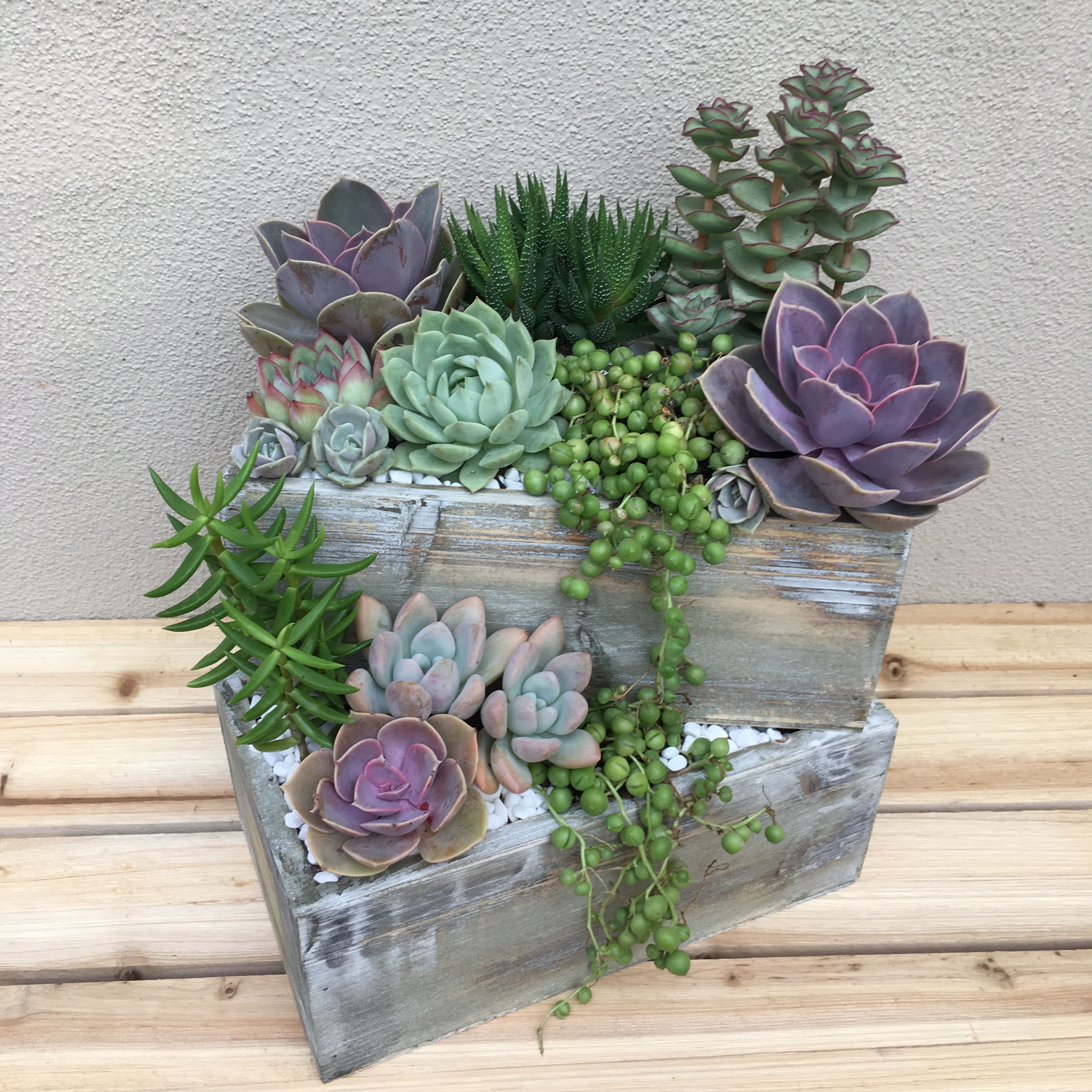 Simply Succulents